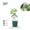 Mangga Apel