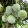 Mangga Apel