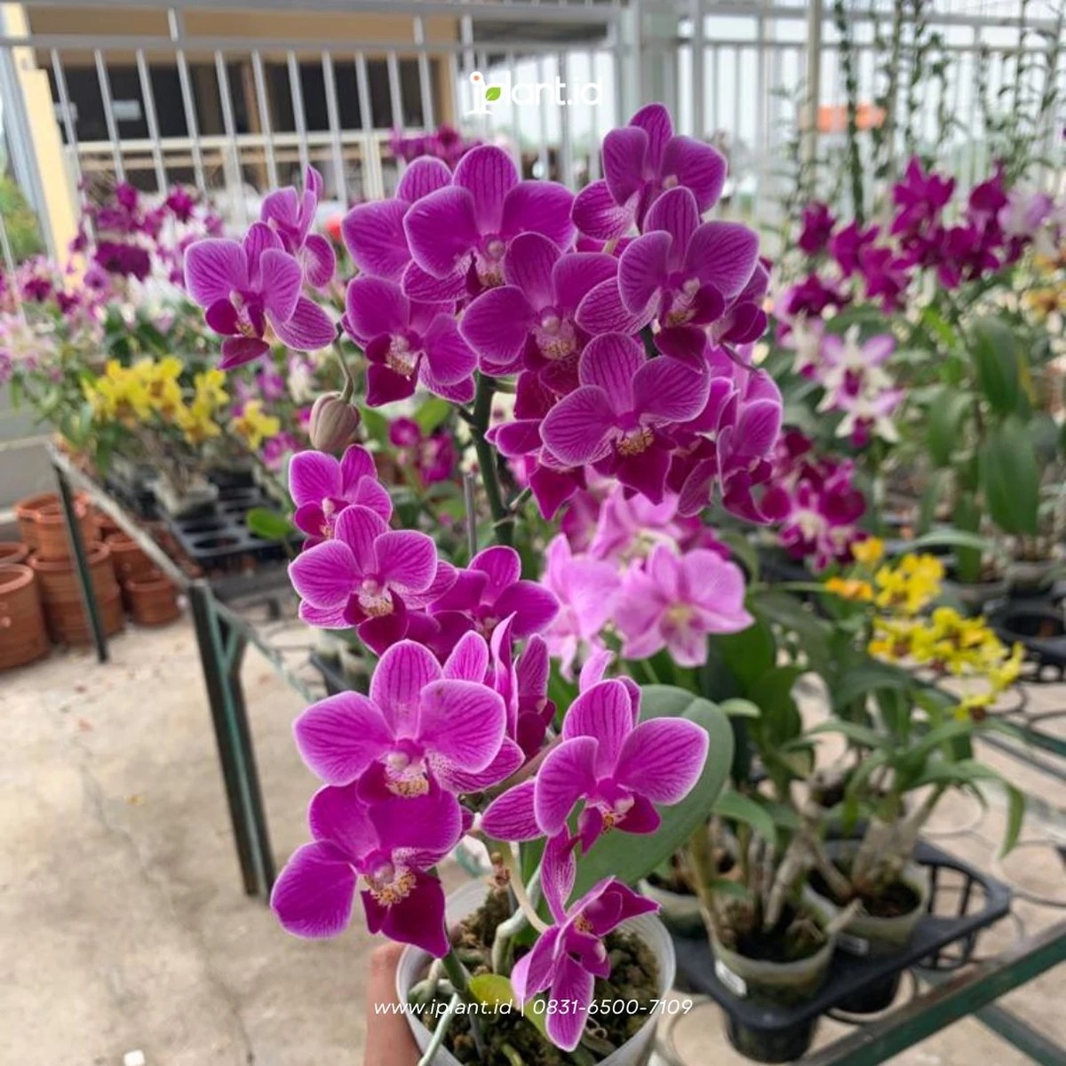 Anggrek Bulan Mini Purple