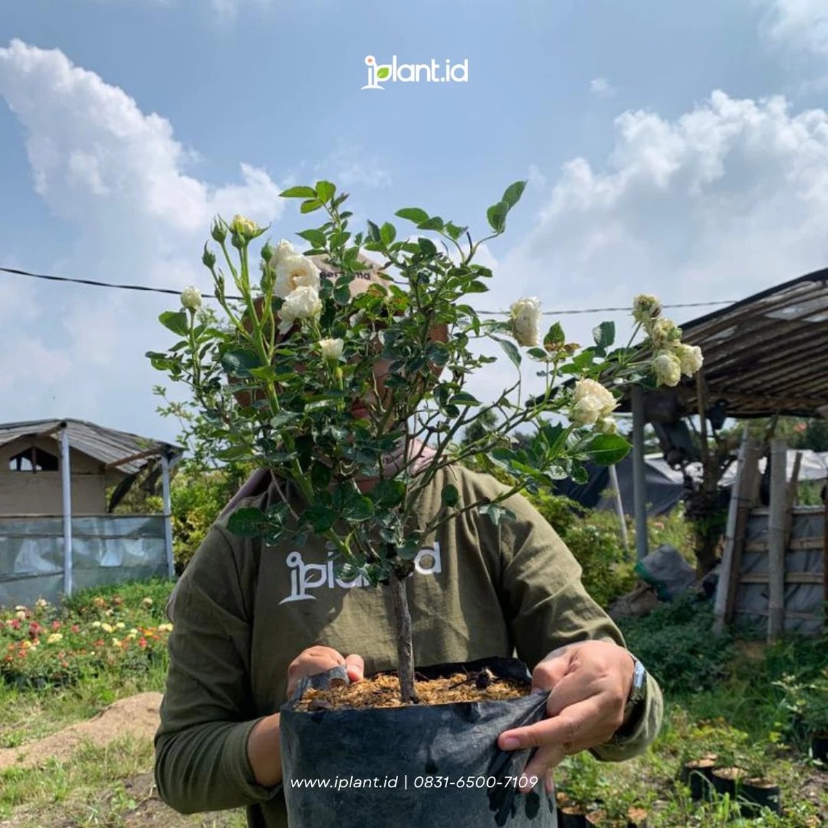 Mini Tree White Floribunda