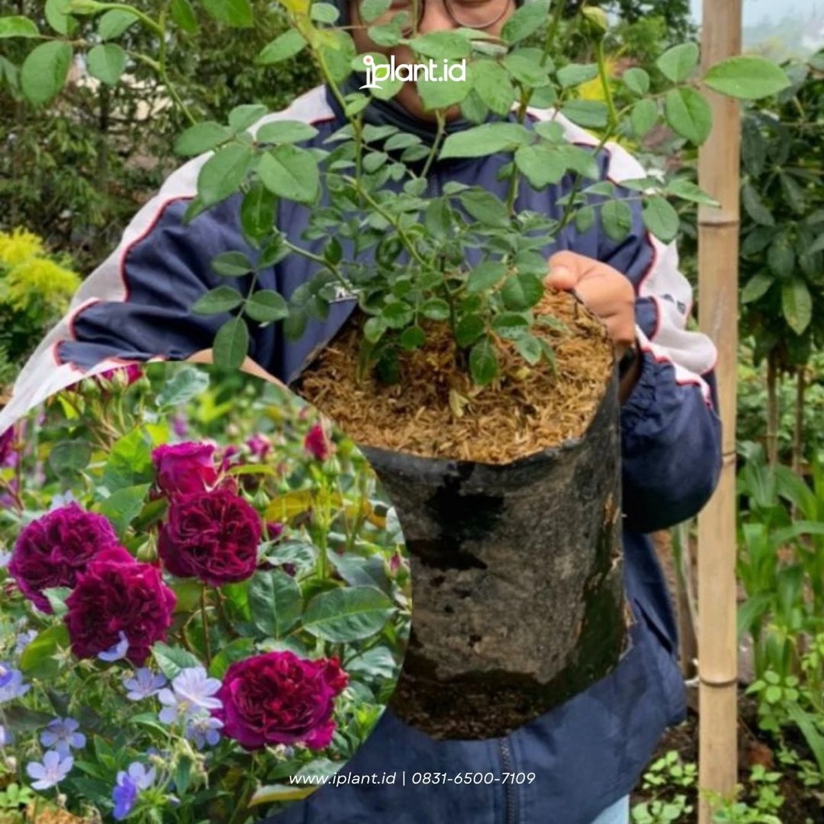 Mawar Impor Mustead Rose