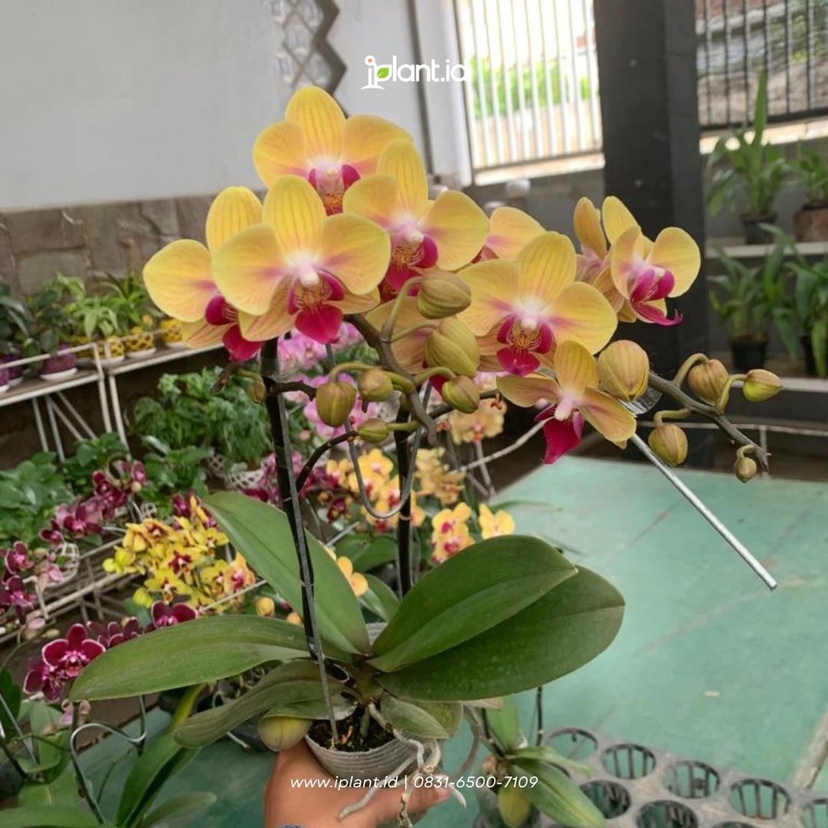 Anggrek Bulan Mini Yellow Sunshine