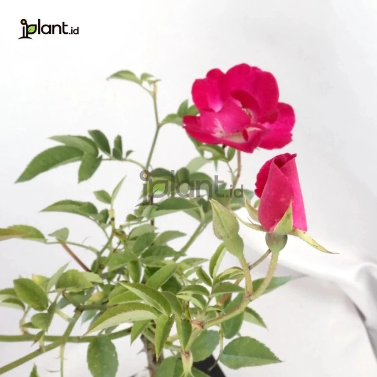 Mawar Rambat Merah (Medium)