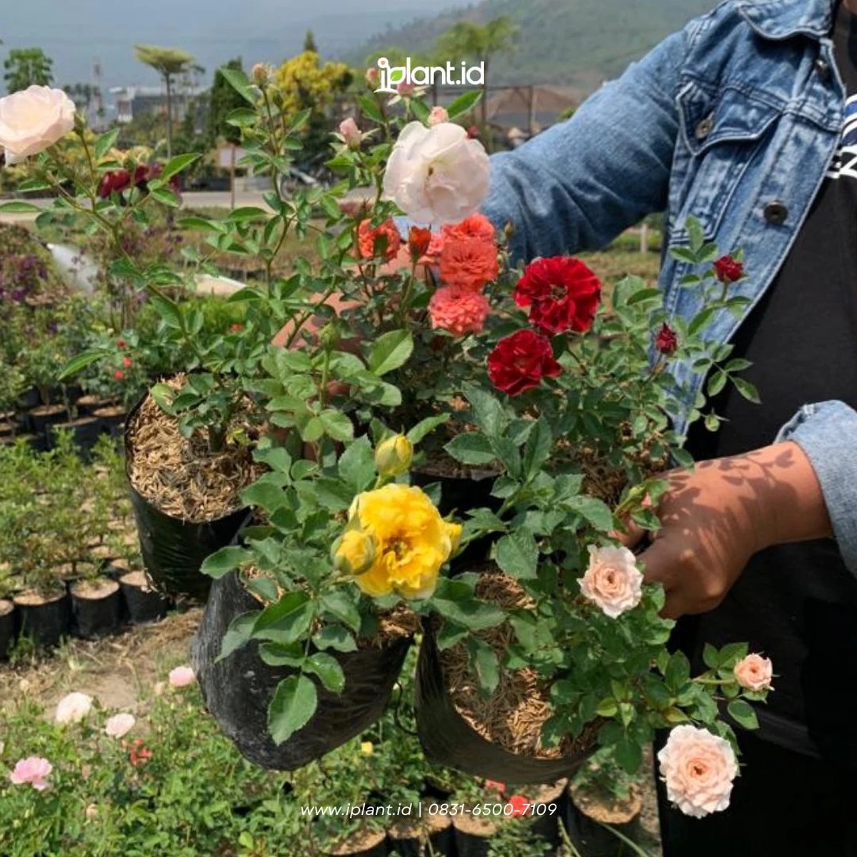 Paket 3 Mawar Minion Mix