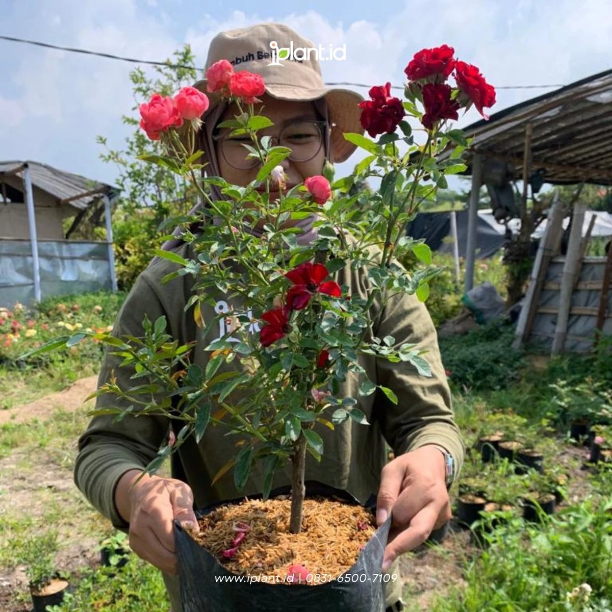 Mini Tree Jepang Merah X Super Pink Popstar