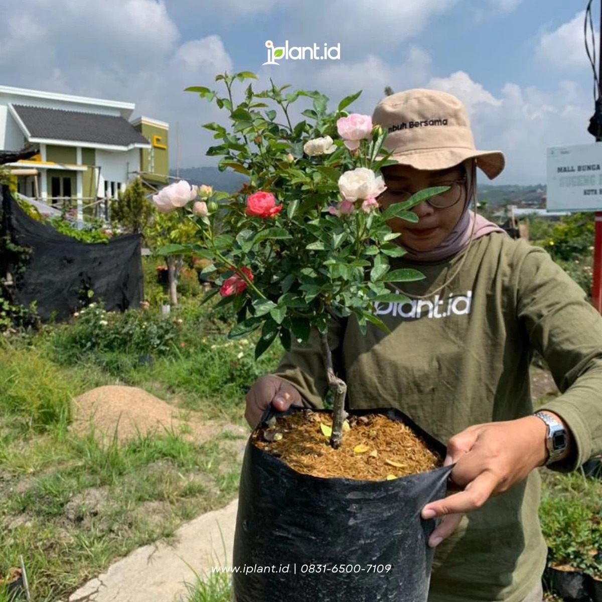 Mini Tree Popstar Rose 2 Color