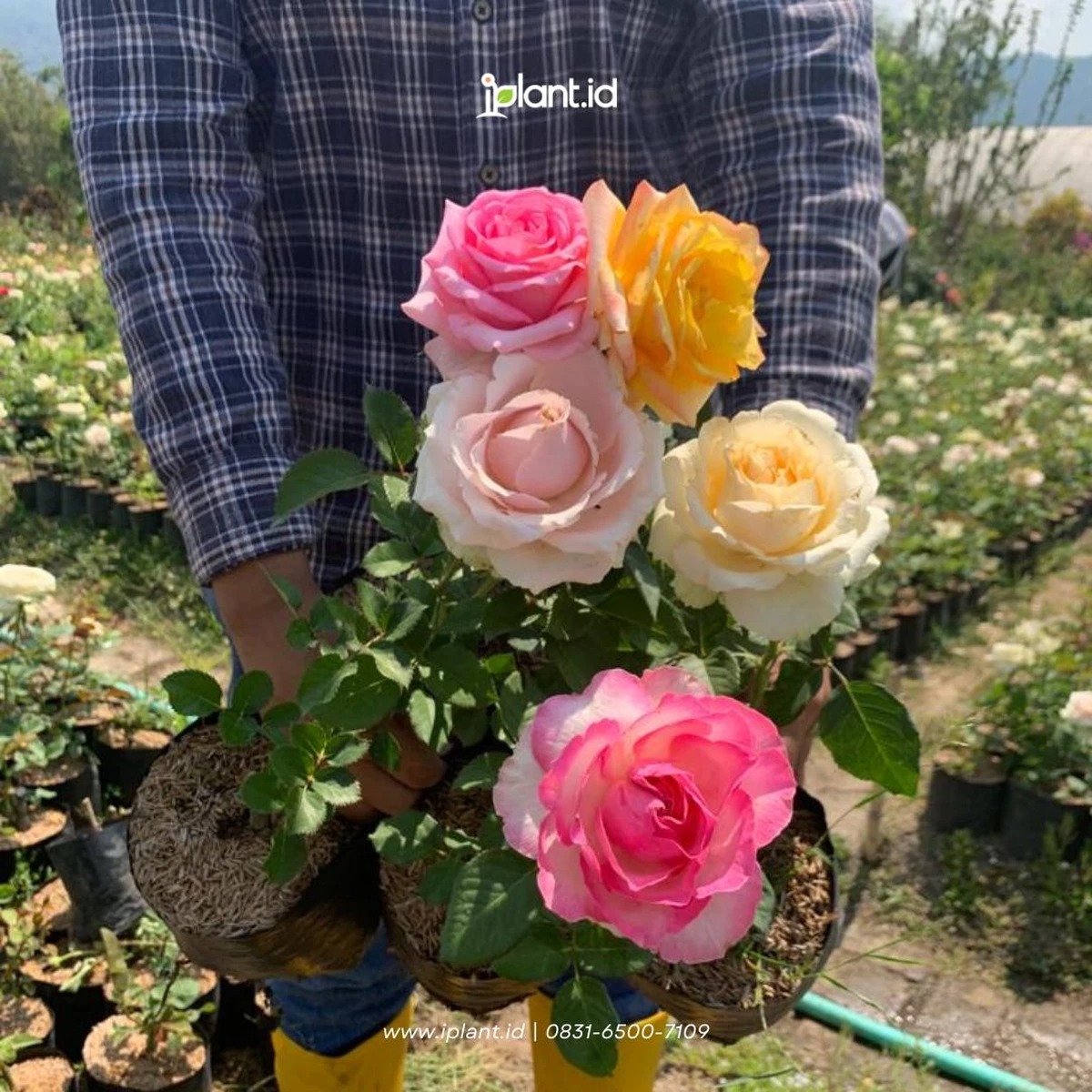 Paket 5 Mawar Holland