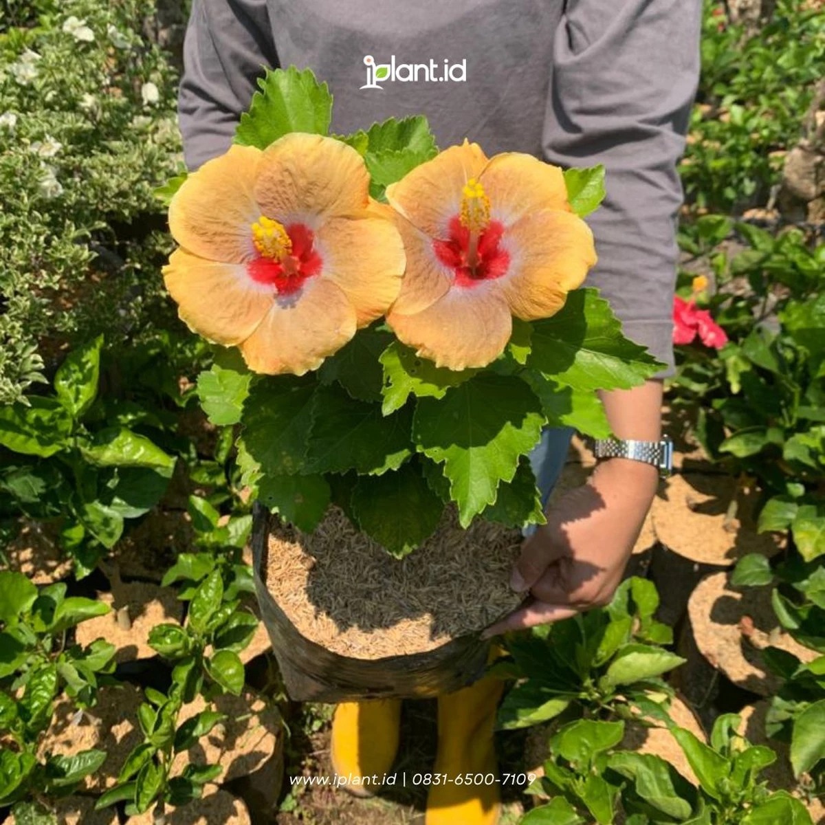 Hibiscus Java Dark Knight