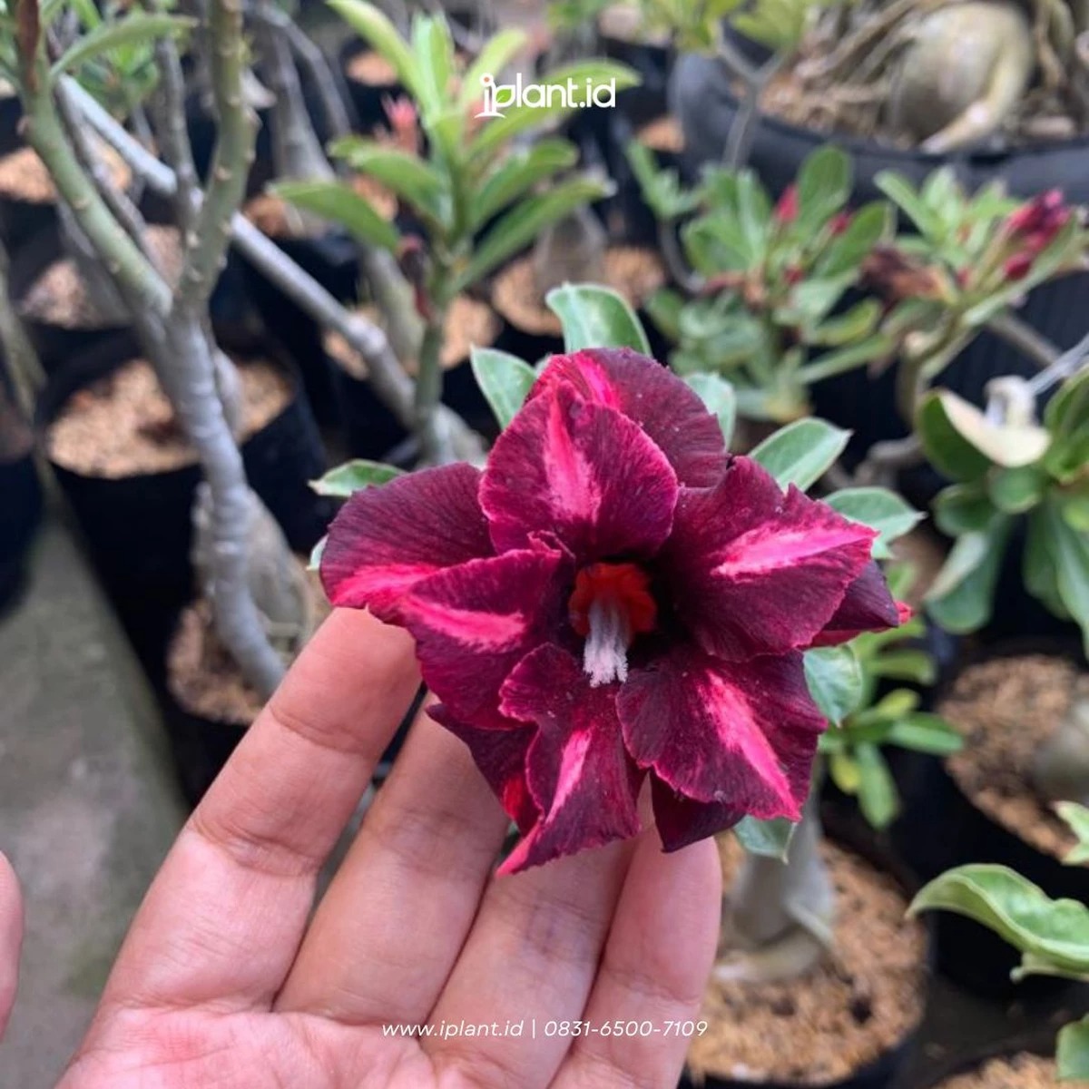 Adenium