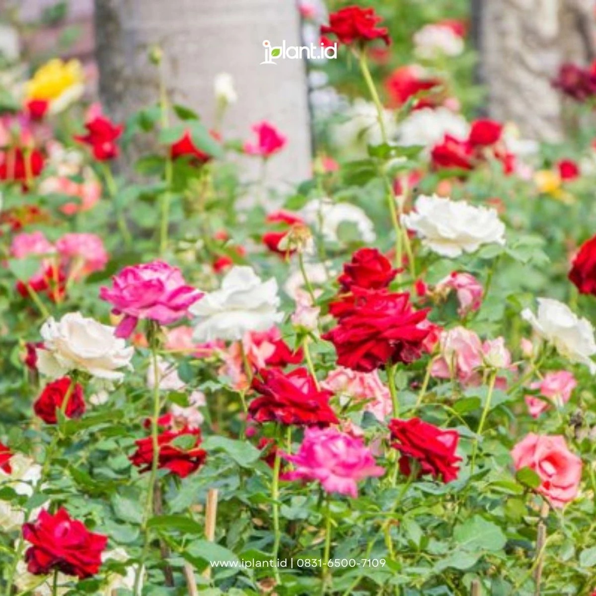 Paket 5 Mawar Random