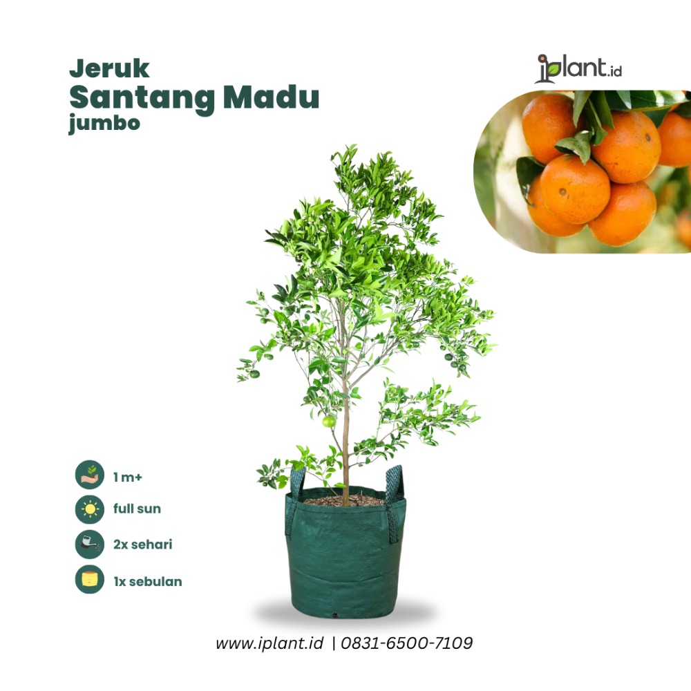 Jeruk Santang Madu (Pohon)