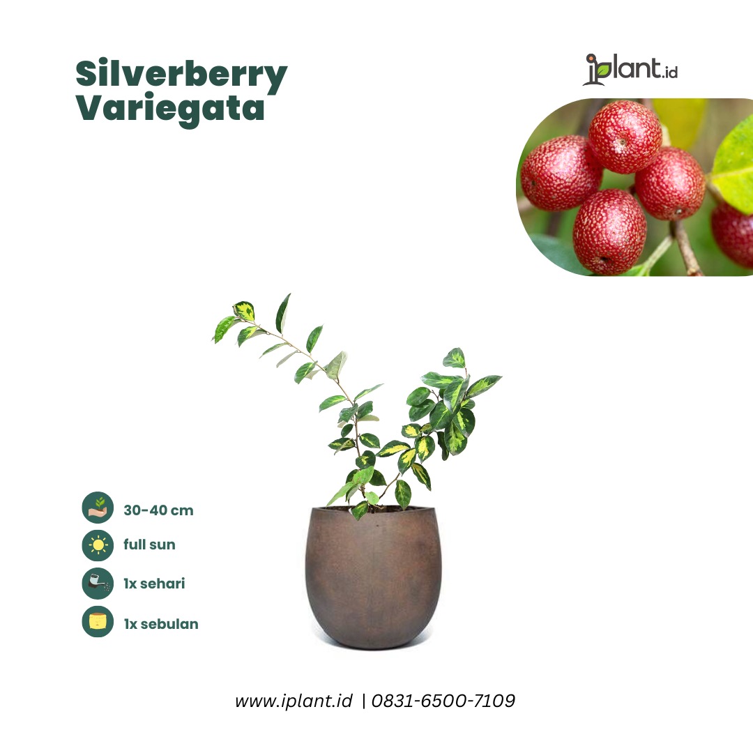 Silverberry Variegata