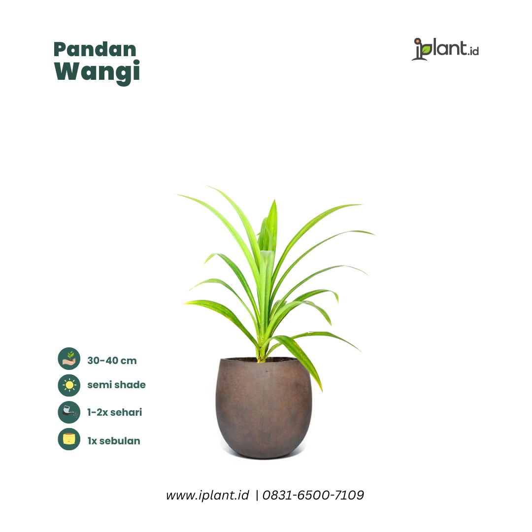 Pandan Wangi