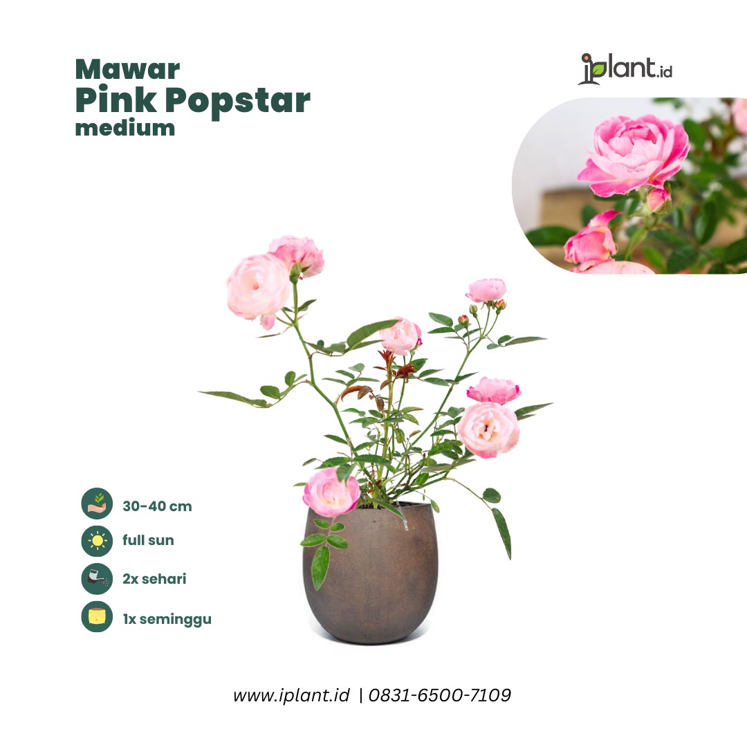 Mawar Pink Popstar (Medium)
