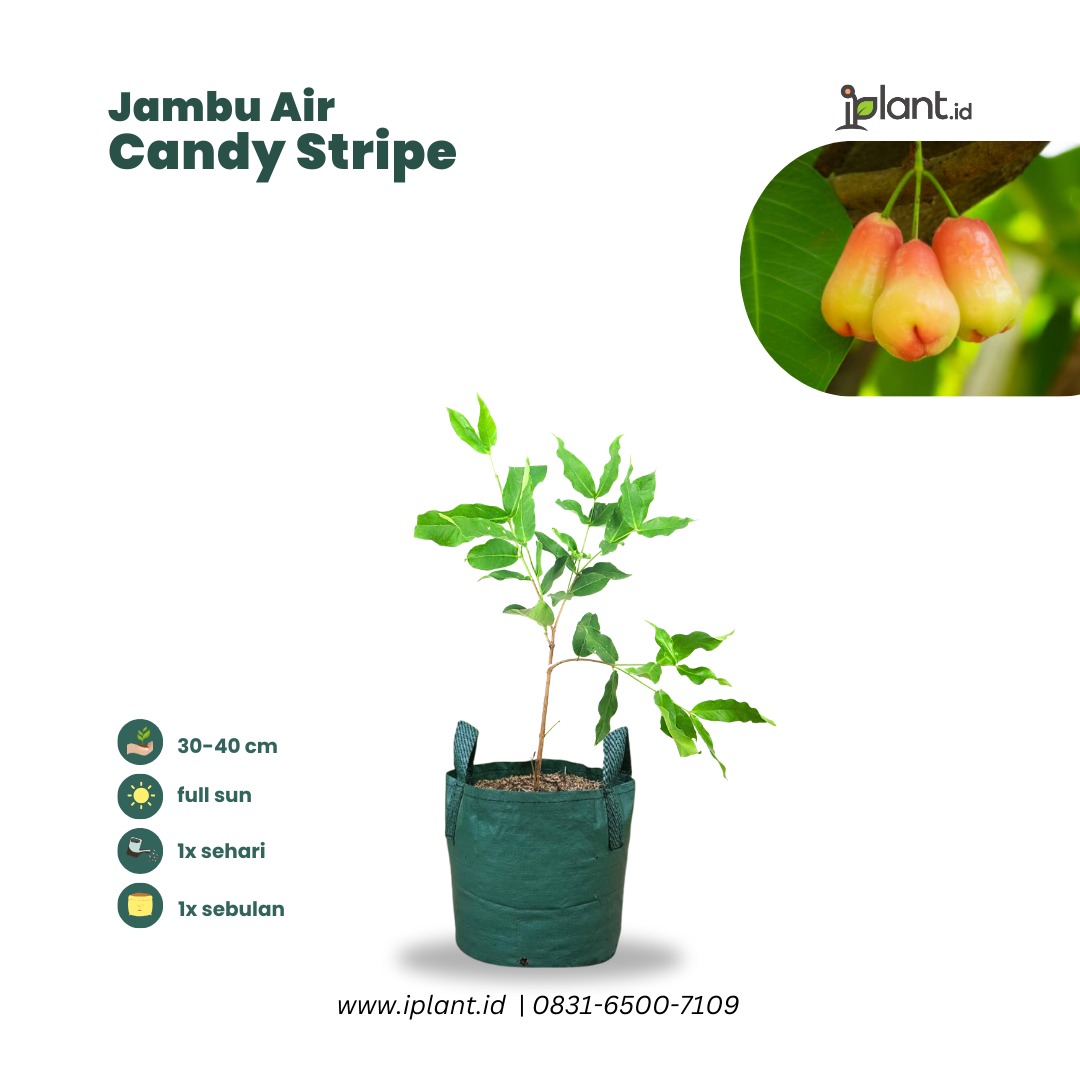 Jambu Air Candy Stripe