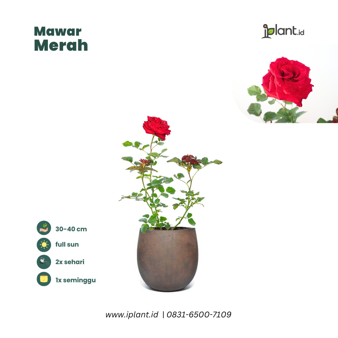 Mawar Merah