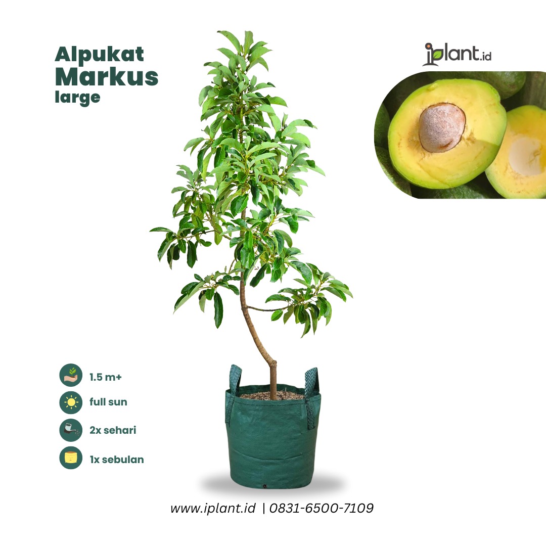Alpukat Markus (Large)