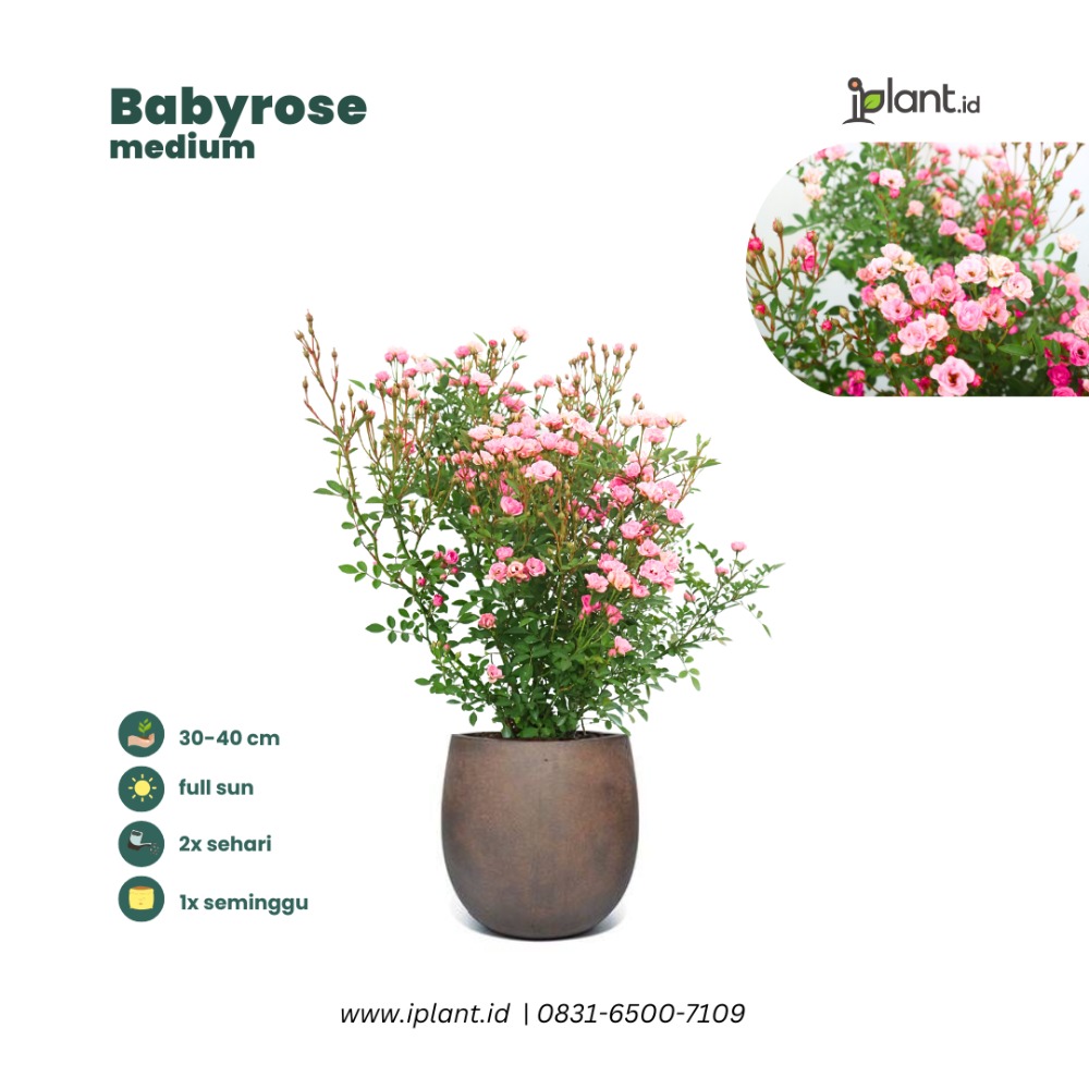 Babyrose Medium