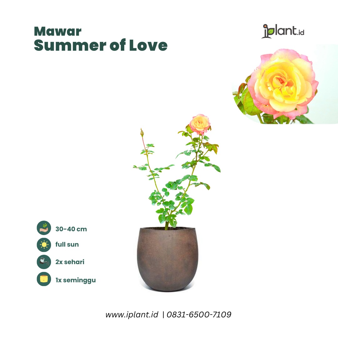 Mawar Import Summer of Love