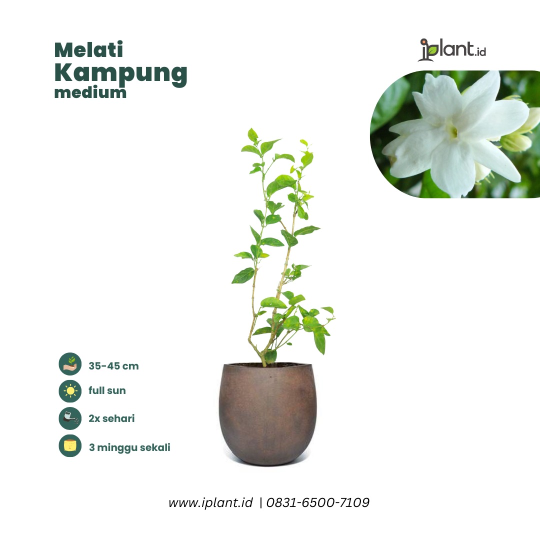 Melati Kampung (Medium)