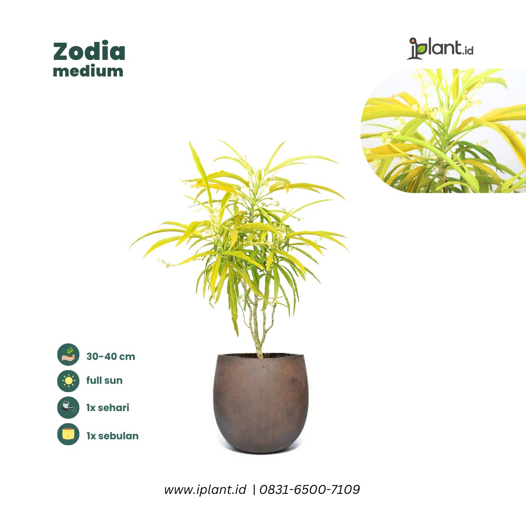Zodia (Medium)