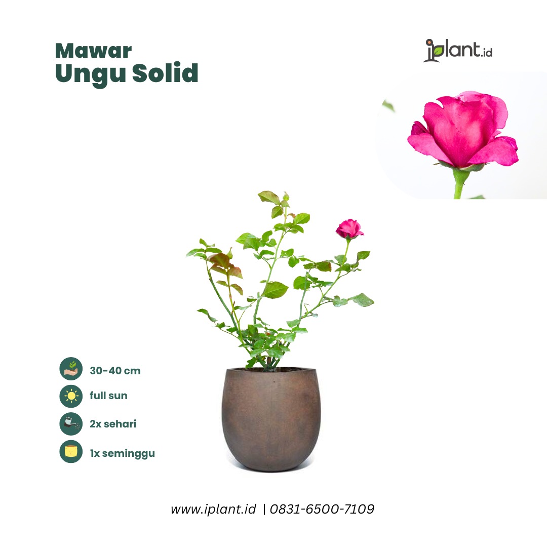 Mawar Ungu Solid