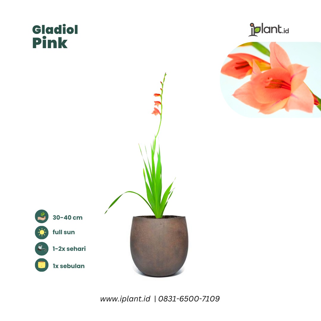 Gladiol Pink
