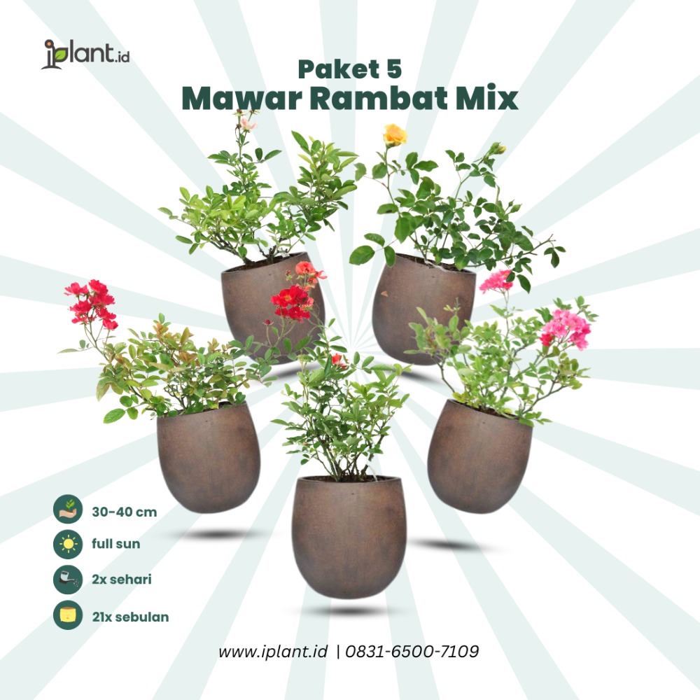 Paket 5 Mawar Rambat Mix