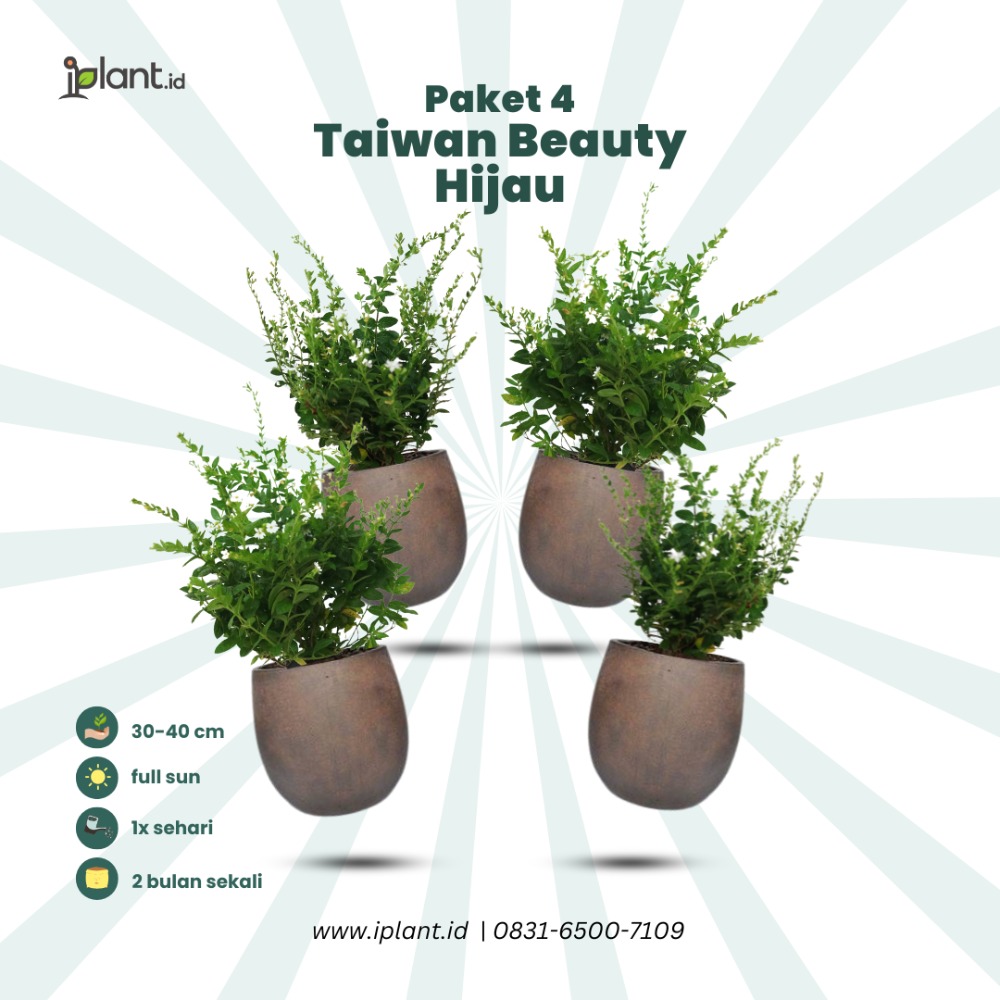 Paket 4 Taiwan Beauty Hijau