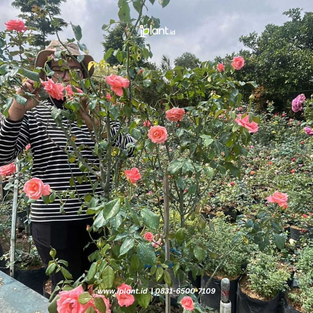Mawar Pink Peach (Indukan)
