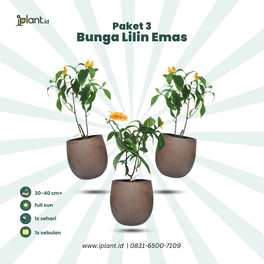 Paket 3 Bunga Lilin Emas