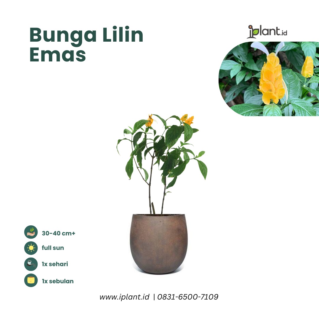 Bunga Lilin Emas