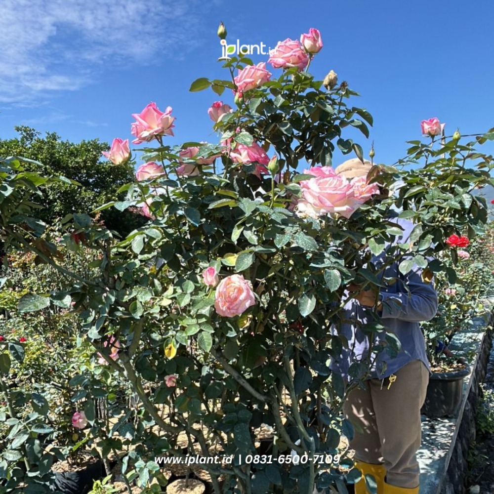Mawar Holland Pink (Indukan)