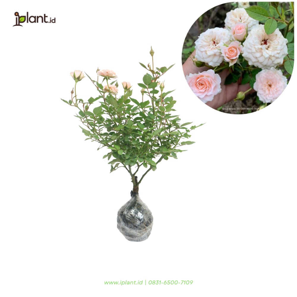 Mawar Import White Minion (Medium)