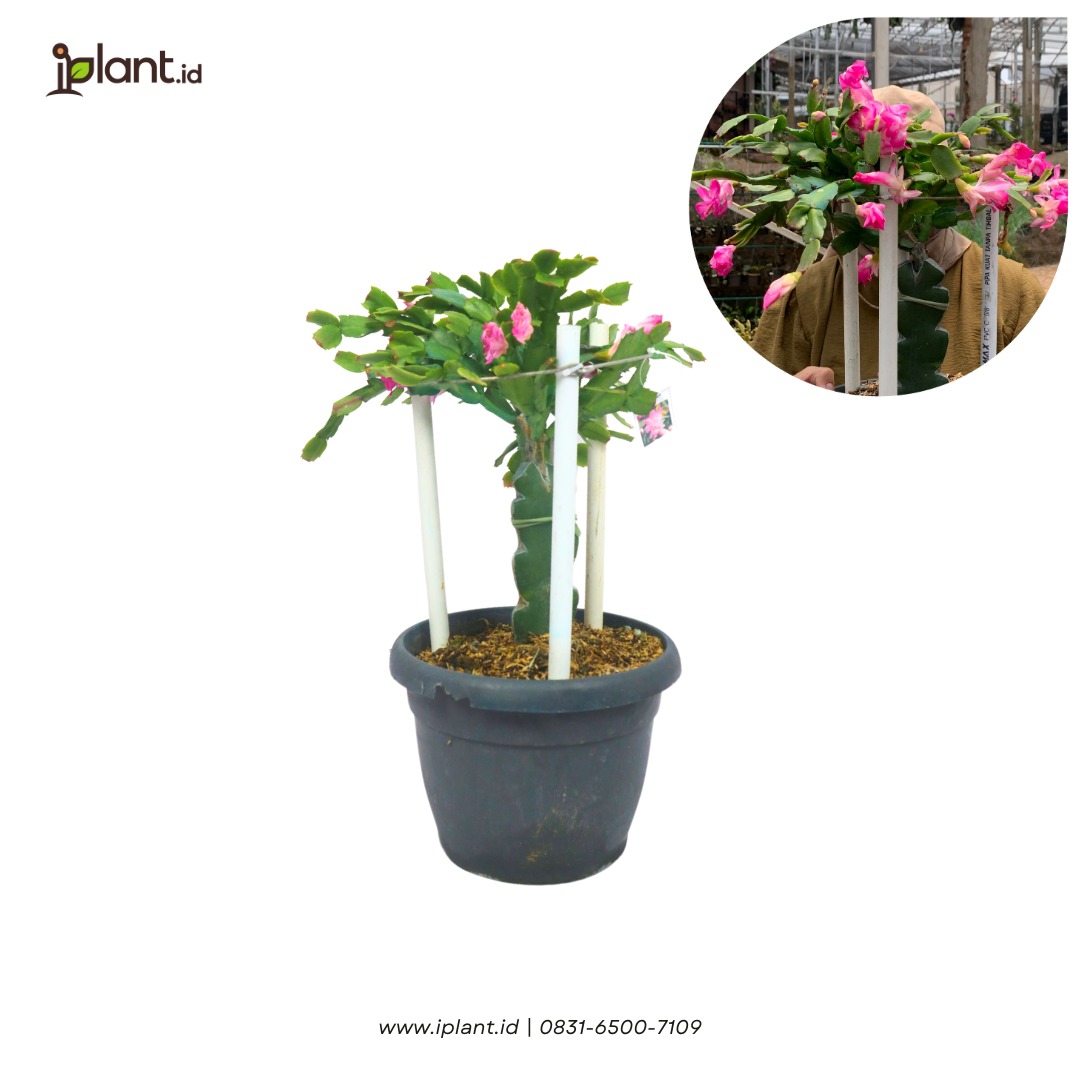 Tree Wijaya Kusuma Pink