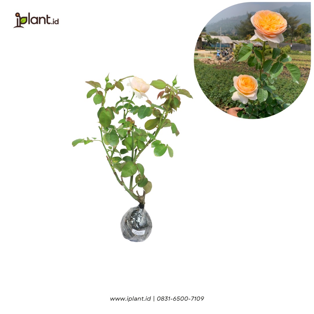 Mawar Import Juliet (Medium)