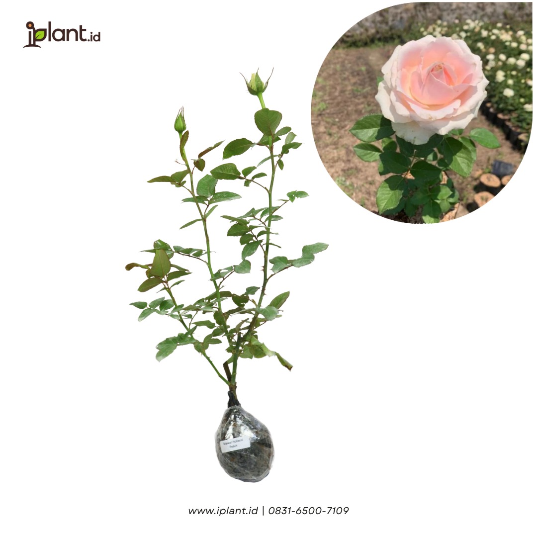 Mawar Holland Peach
