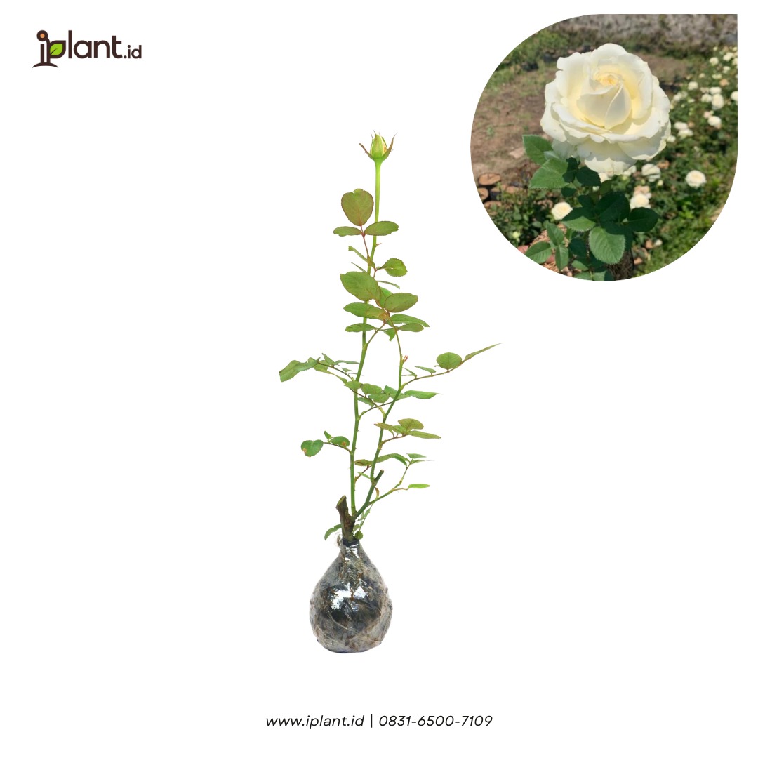 Mawar Holland Putih (Medium)