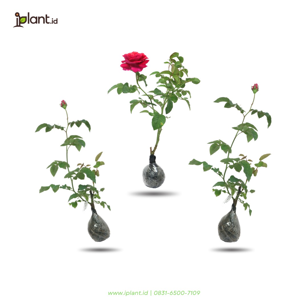 Paket 3 Kate Rose