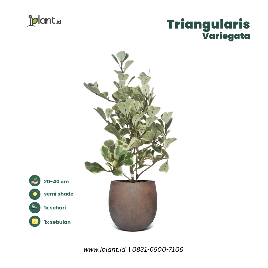 Triangularis Variegata