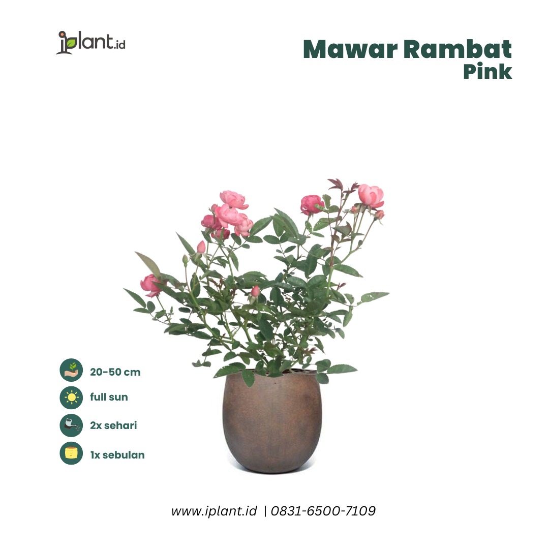 Mawar Rambat Pink