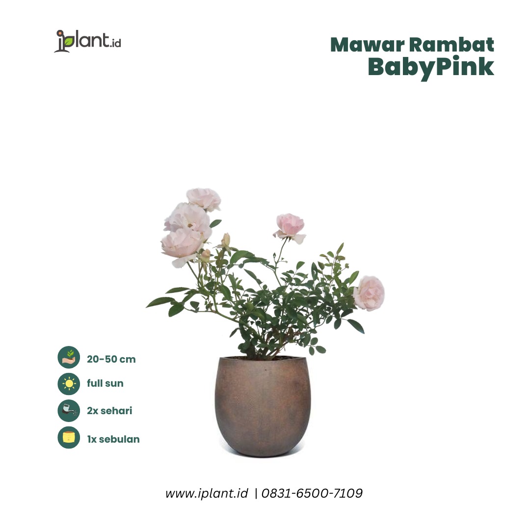 Mawar Rambat Baby Pink