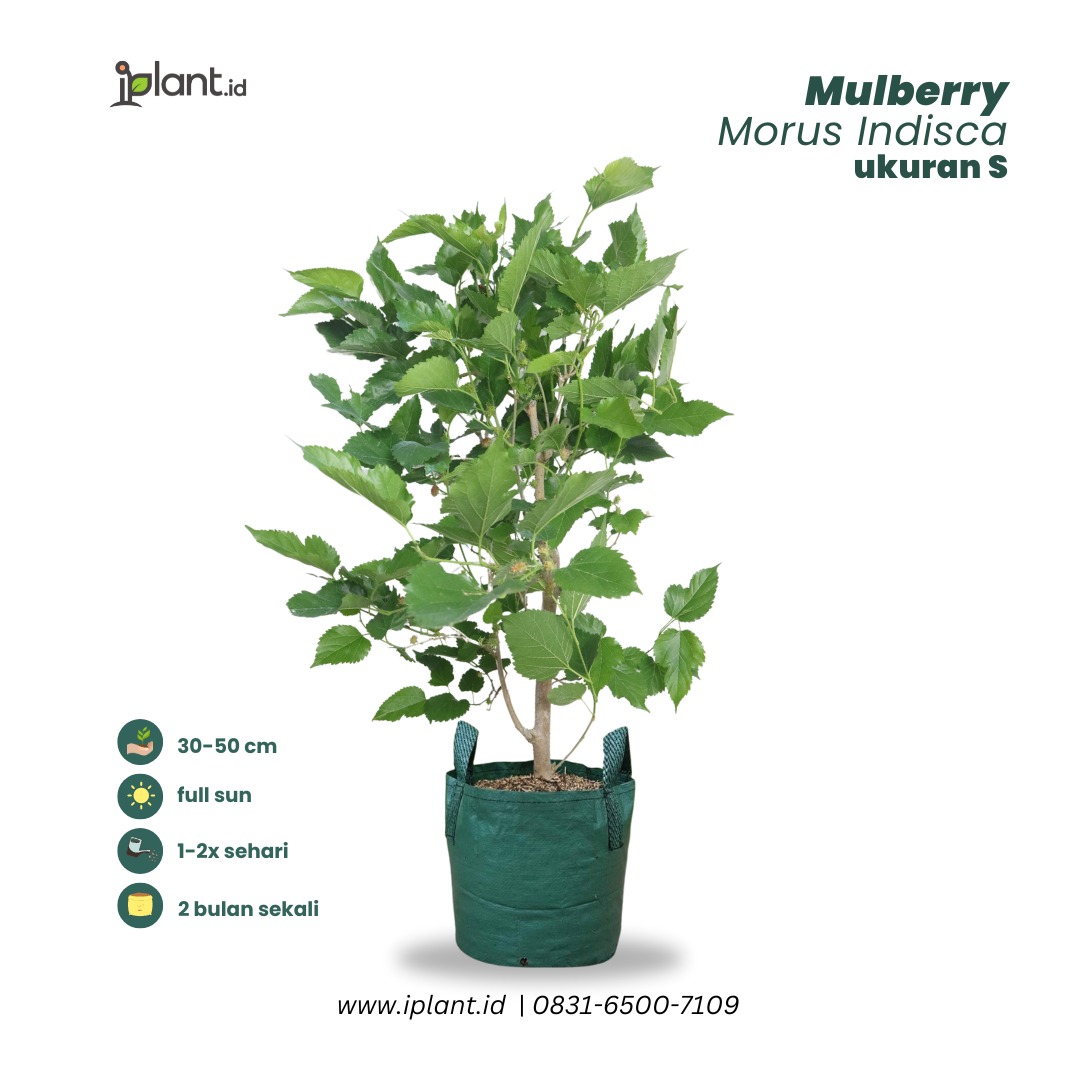 Mulberry (S)