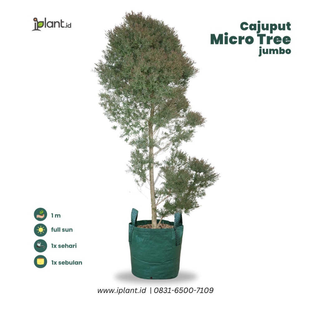 Cajuput Micro Tree (Jumbo)
