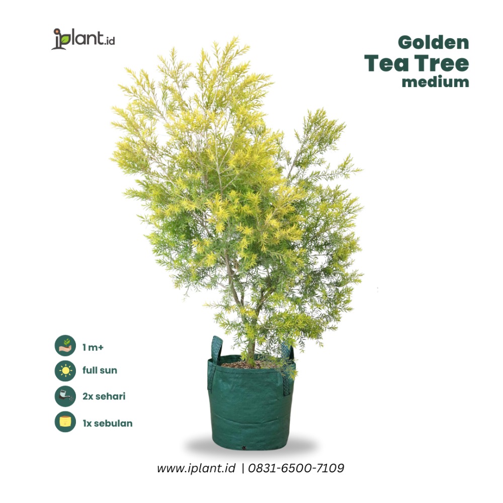 Golden Tea Tree 1m