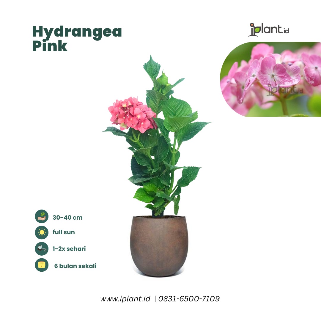 Hydrangea Pink