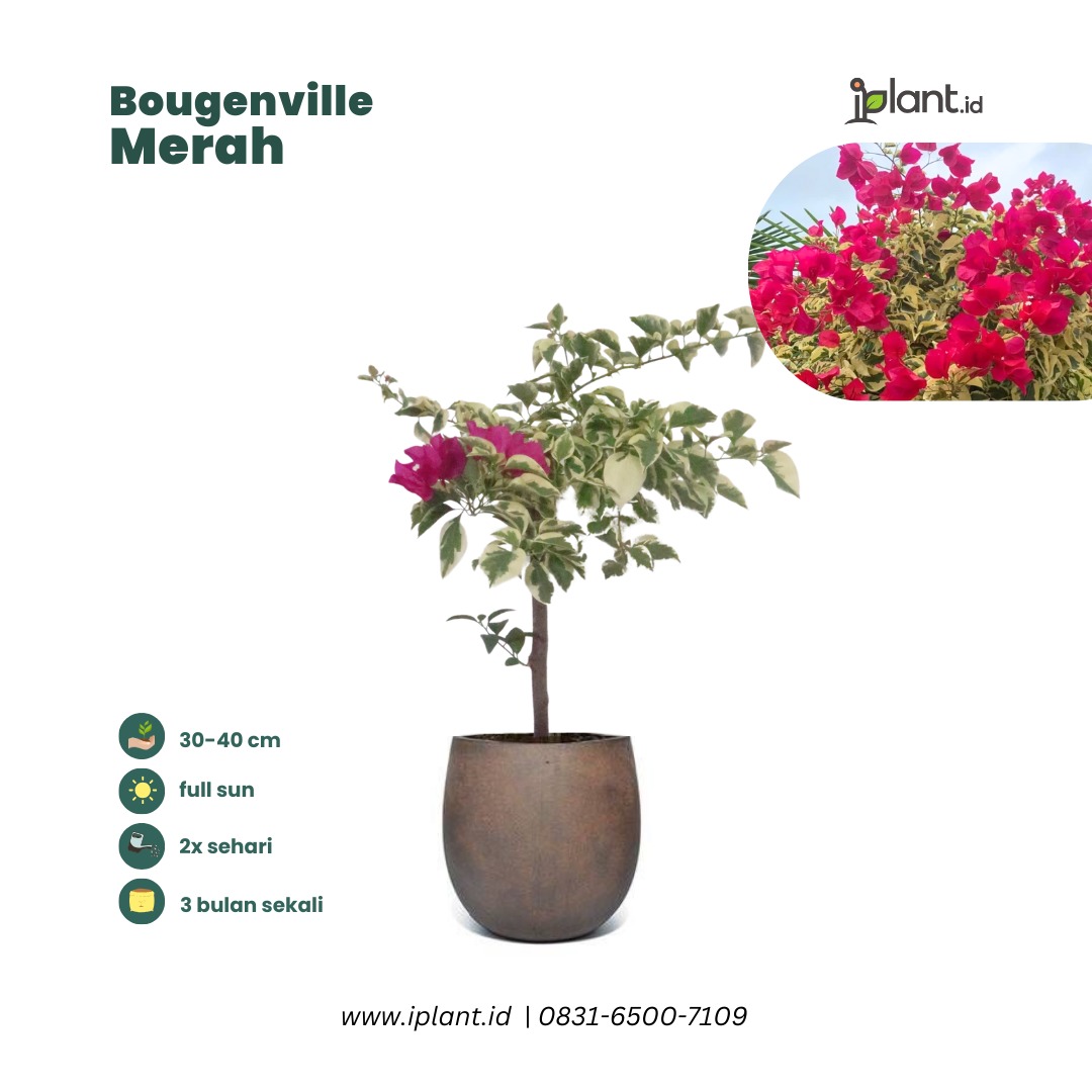 Bougenville Merah Variegata
