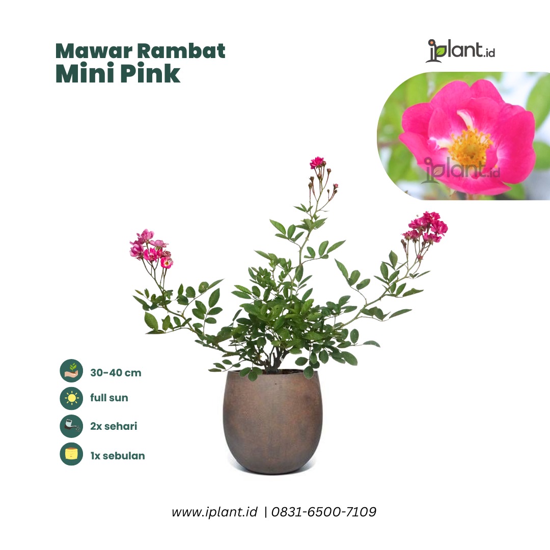 Mawar Rambat Mini Pink