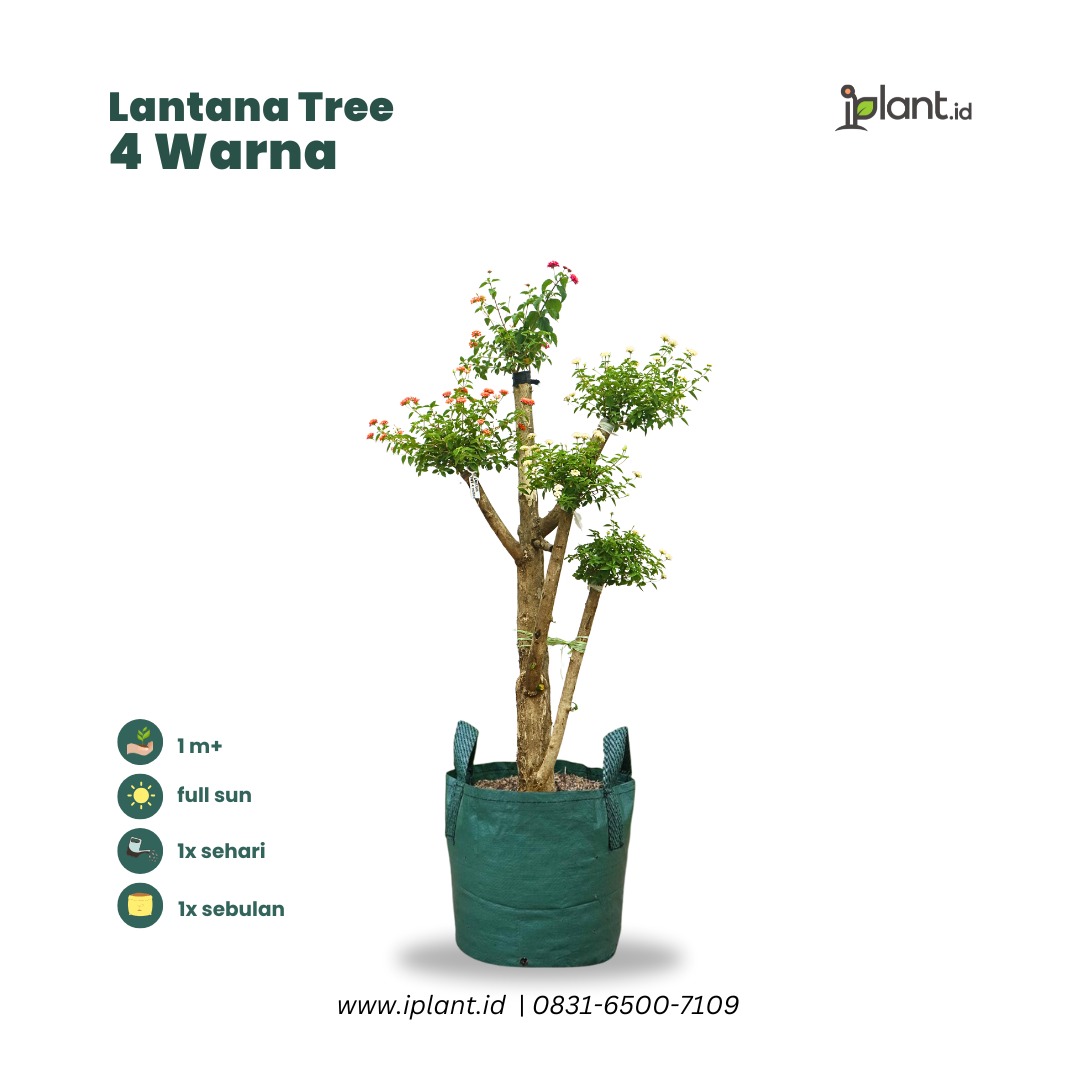 Lantana Tree 4 Warna