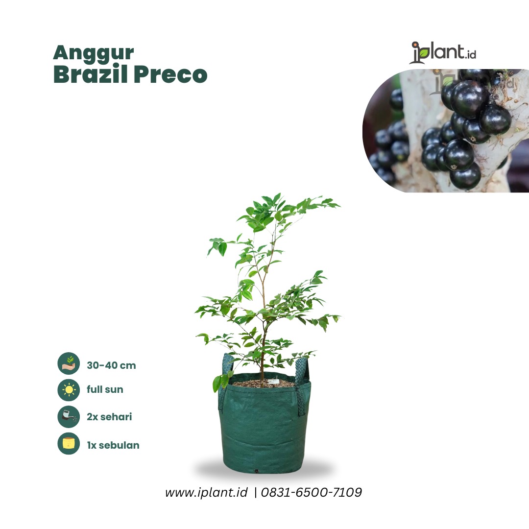 Anggur Brazil Preco